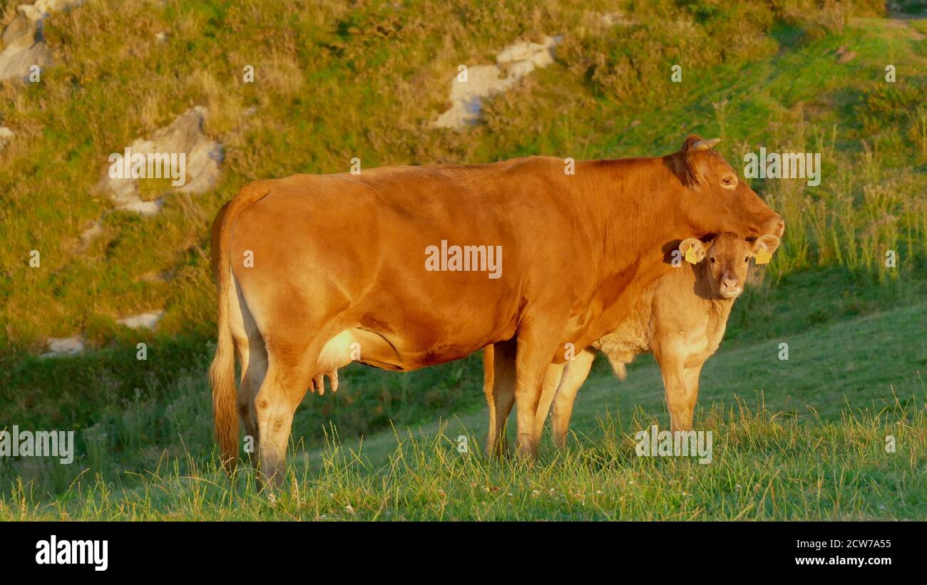 Cow calf sunset hi-res stock photography and images - Alamy