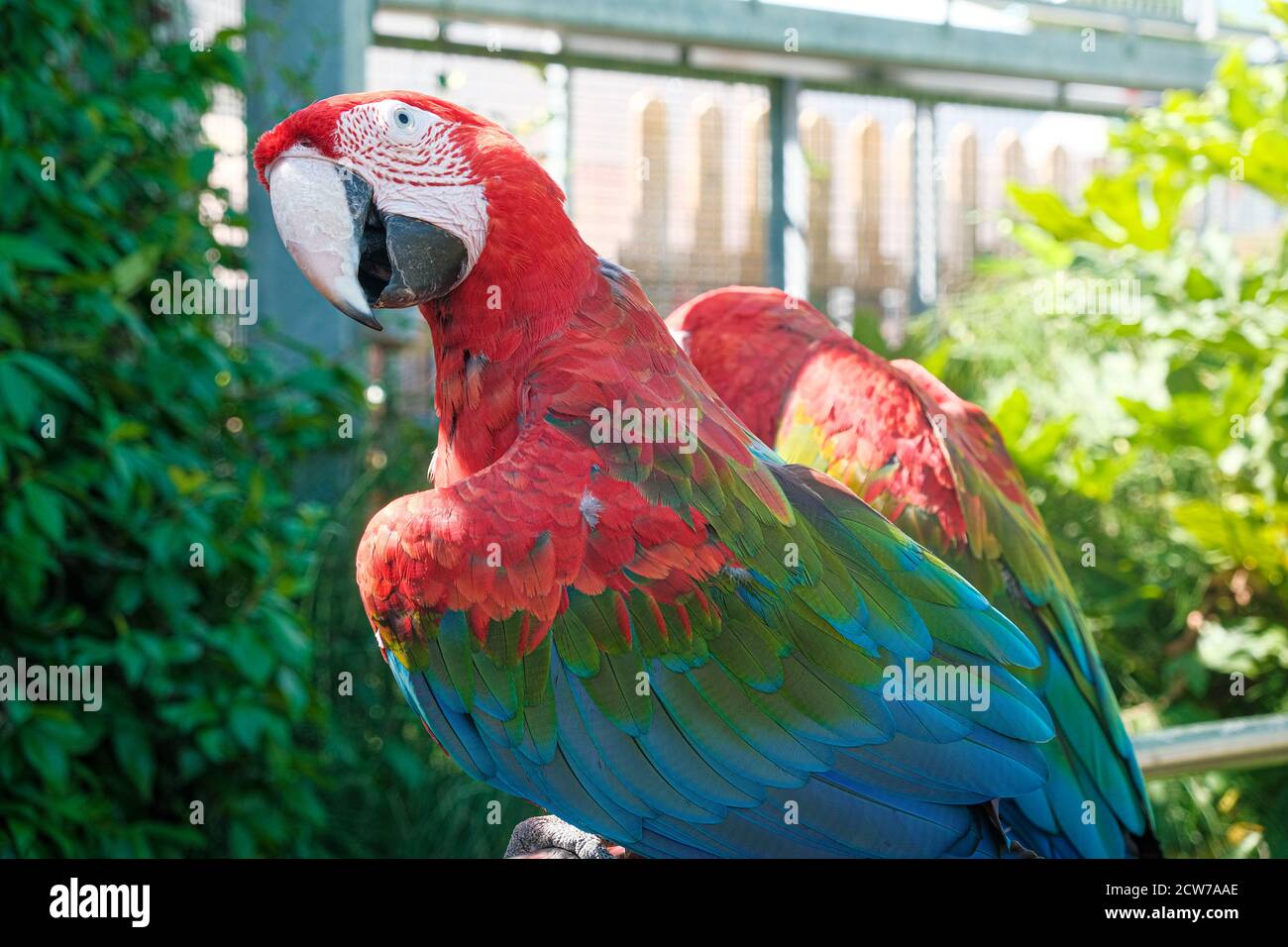 beautiful specimen parrot ara chloropterus in aviary. High quality ...