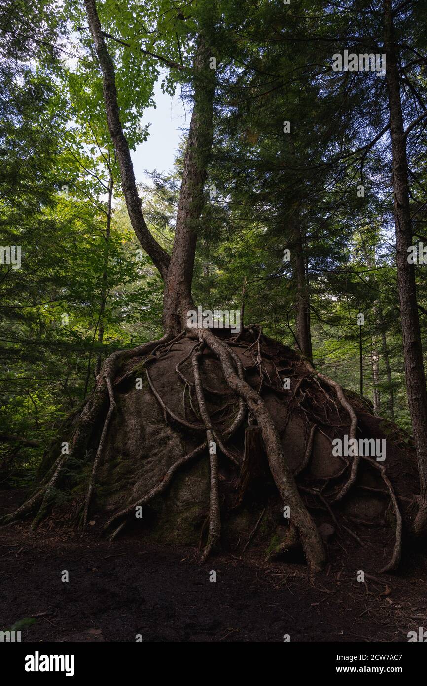 Tree growing over a rock hi-res stock photography and images - Alamy