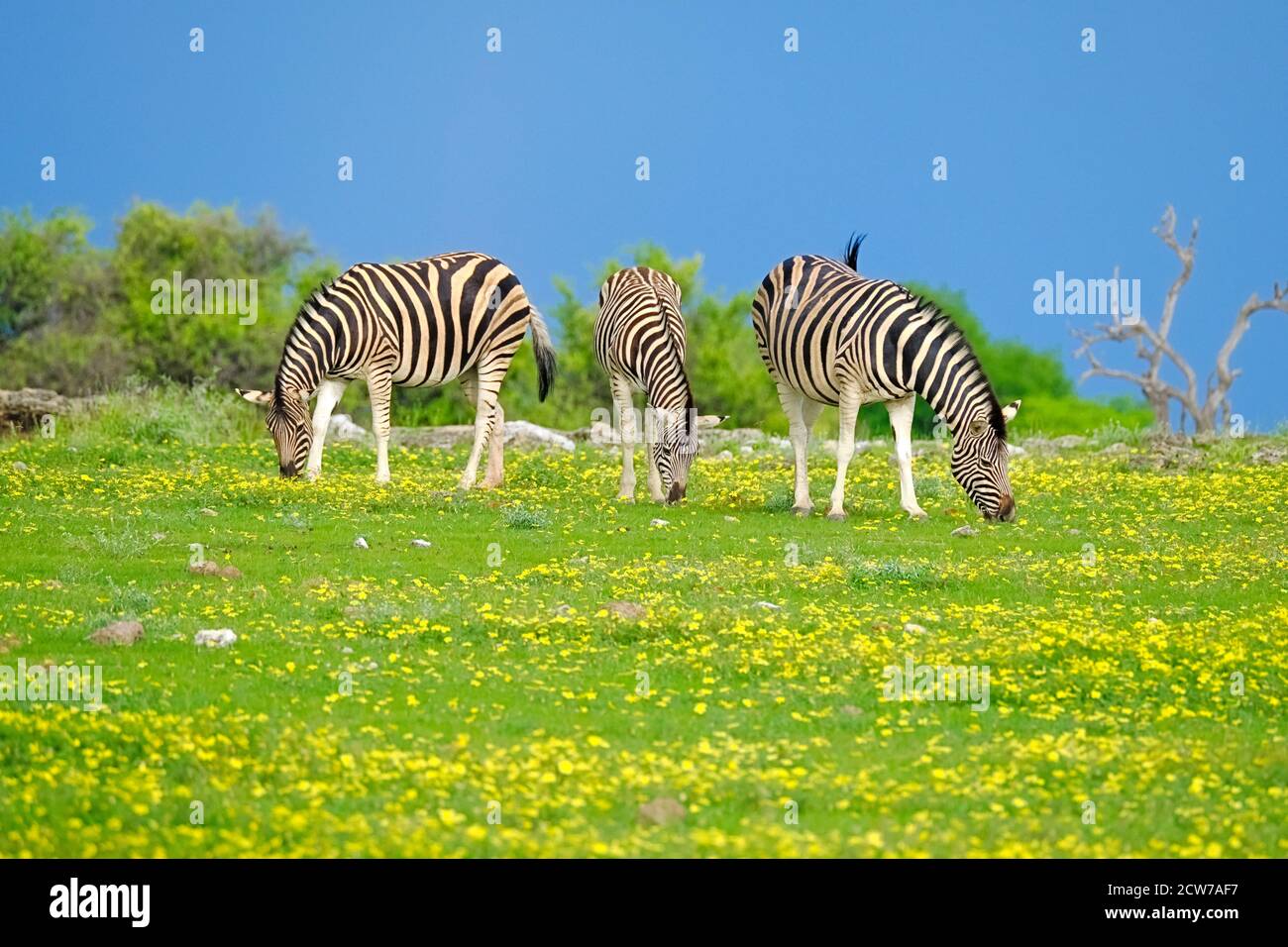 Namibia national flower hi-res stock photography and images - Alamy