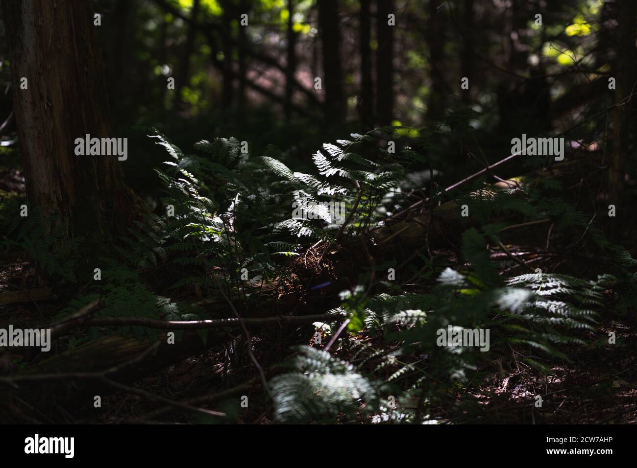Beautiful lake placid park mountains hi-res stock photography and ...