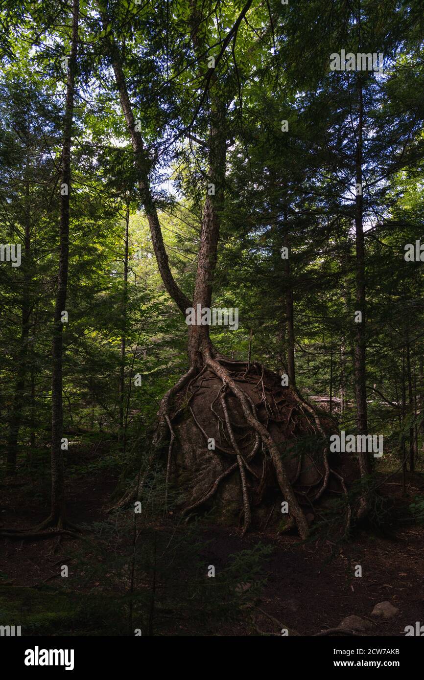 Tree growing over a rock hi-res stock photography and images - Alamy