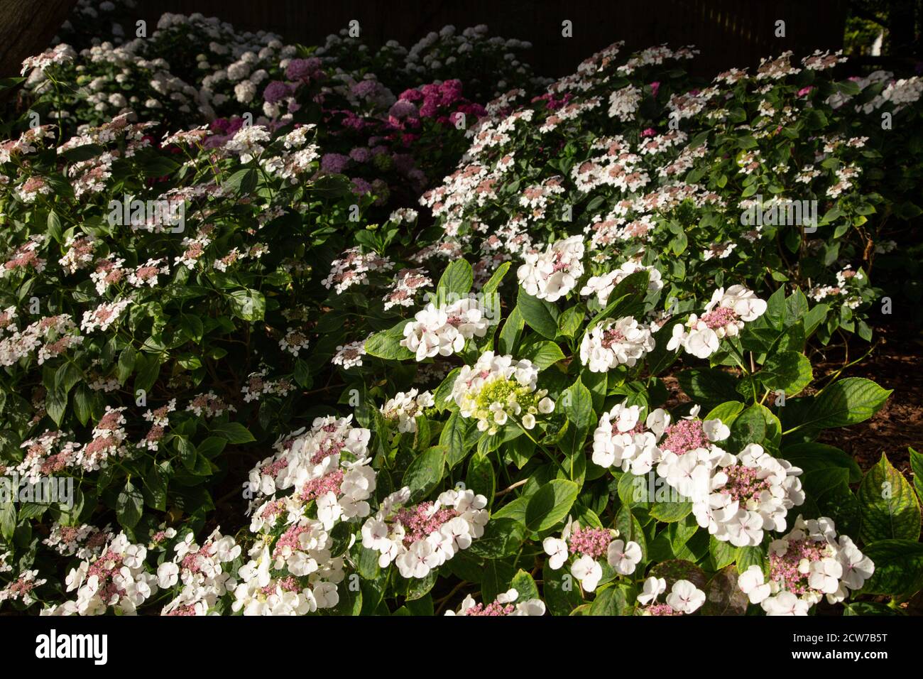 Hydrangea Teller White growing in a shady woodland garden in Devon ...