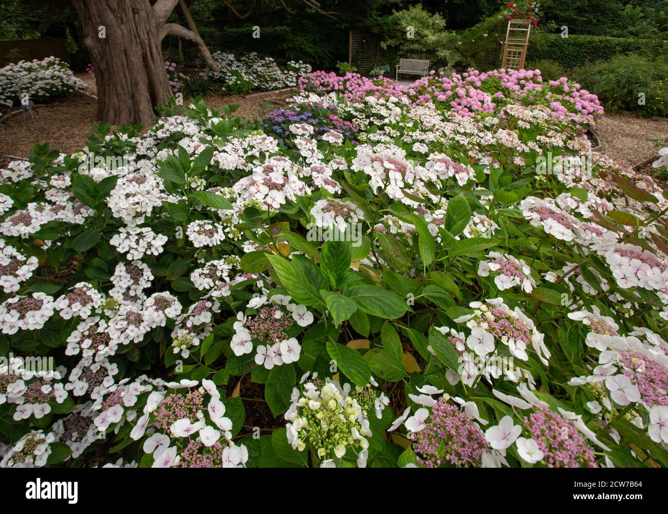 Hydrangea Teller White growing in a shady woodland garden under a ...