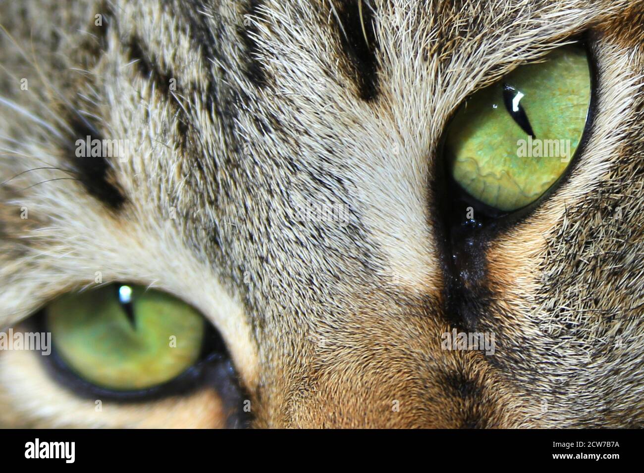 Macro Photography Cat Eye
