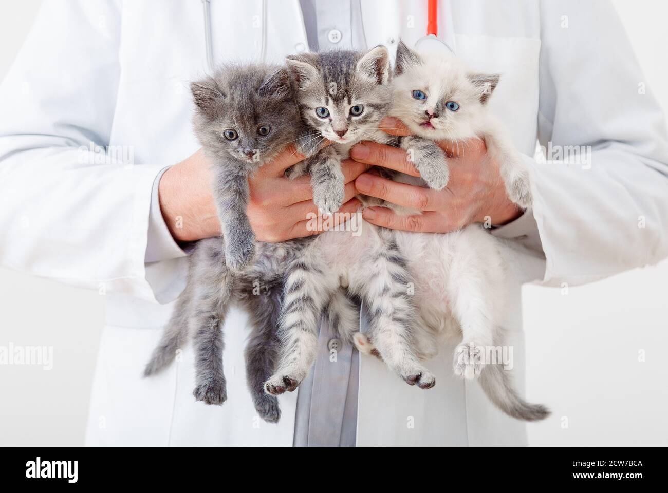 Cat in Vet doctor hands. Doctor veterinarian examining 3 three kittens ...