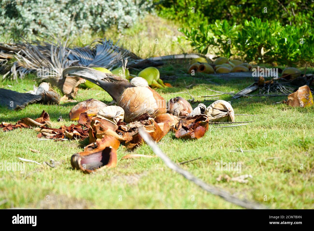 Coconut empty shell hi-res stock photography and images - Alamy