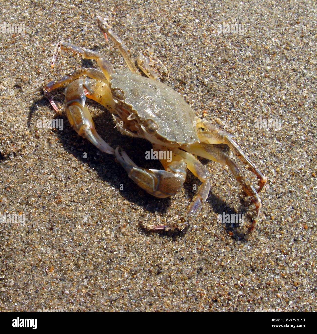 Mediterranean shore crab carcinus hi-res stock photography and images ...