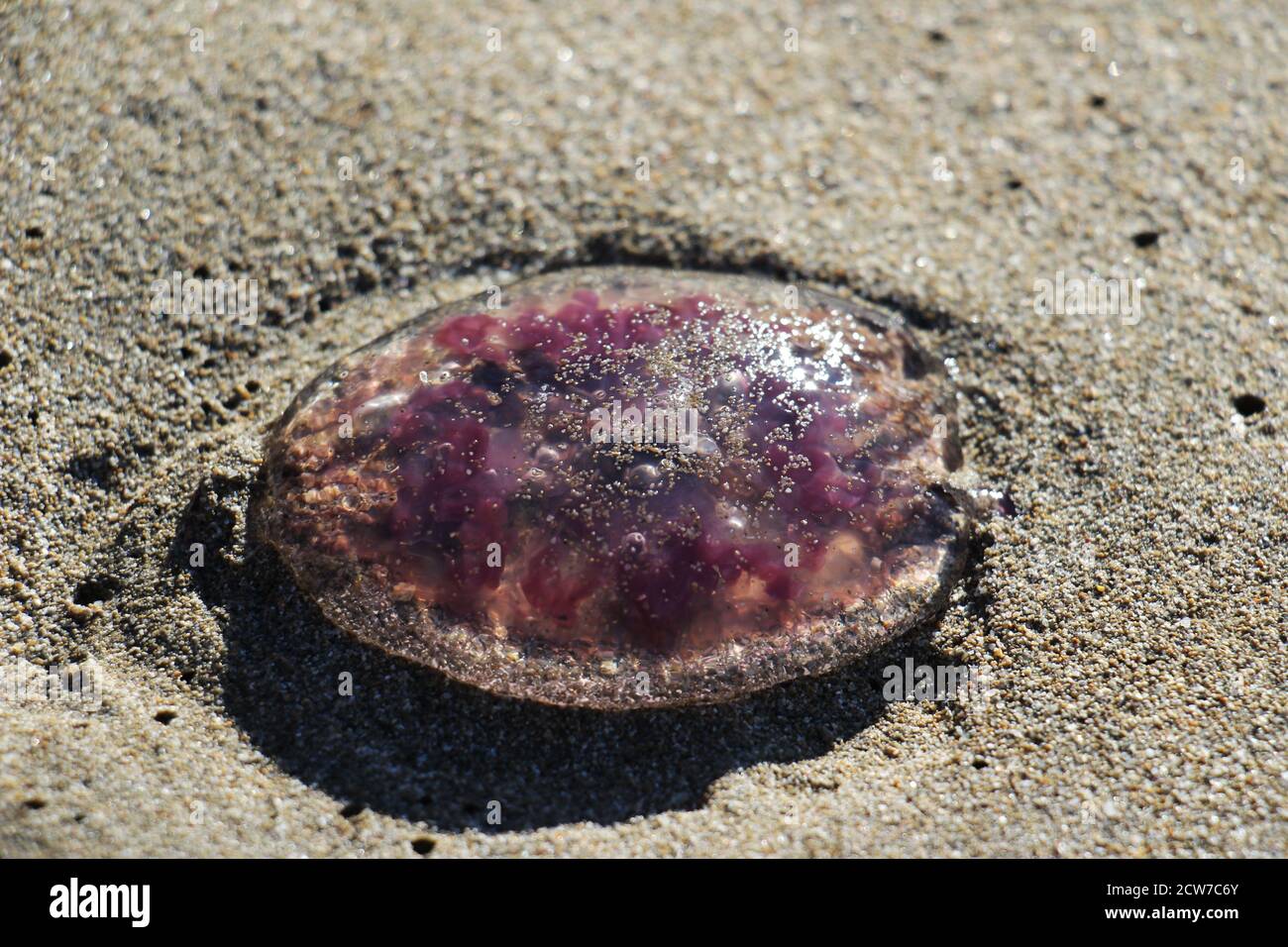 Scheibenqualle hi-res stock photography and images - Alamy