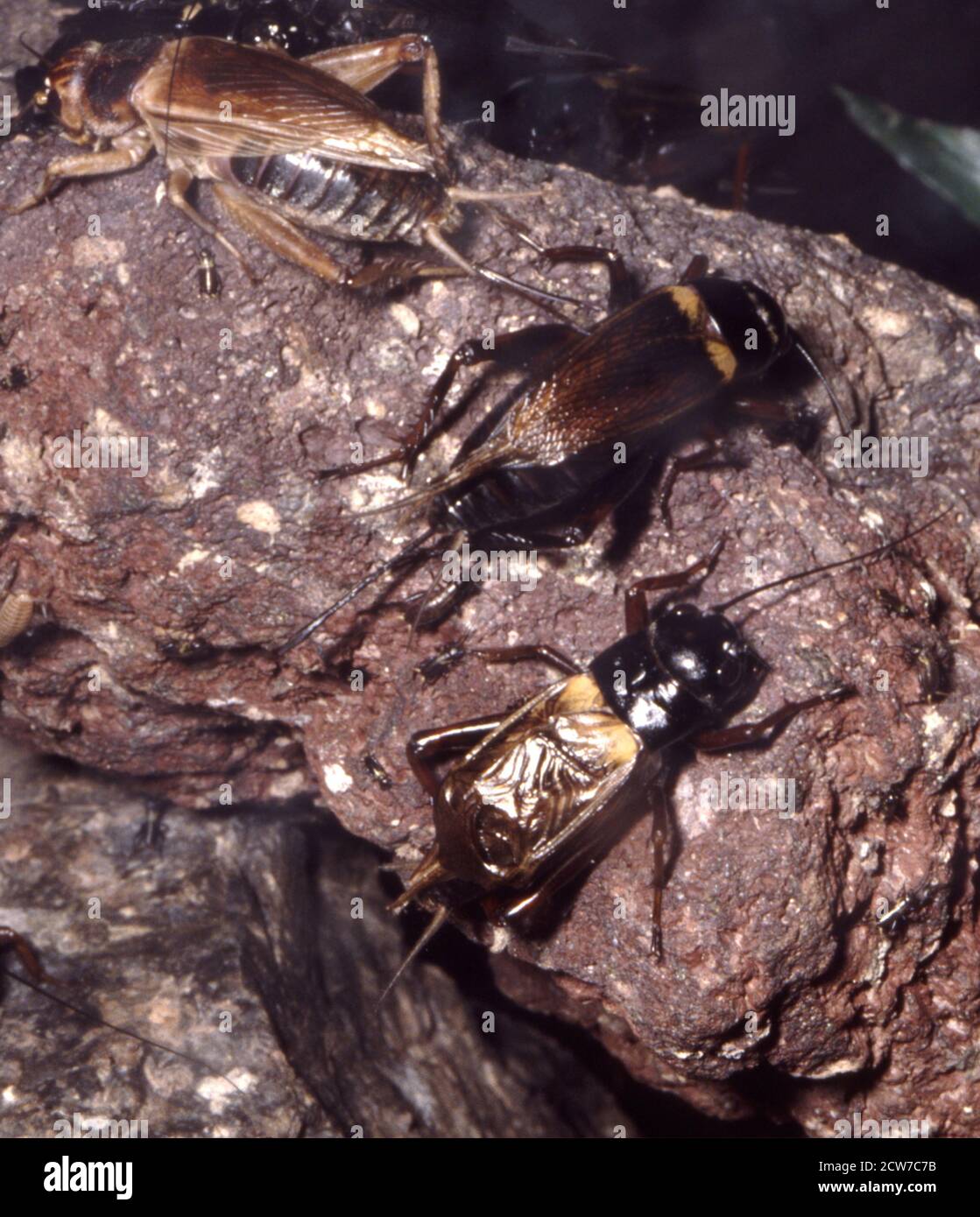 Gryllus campestris, the European field cricket Stock Photo - Alamy