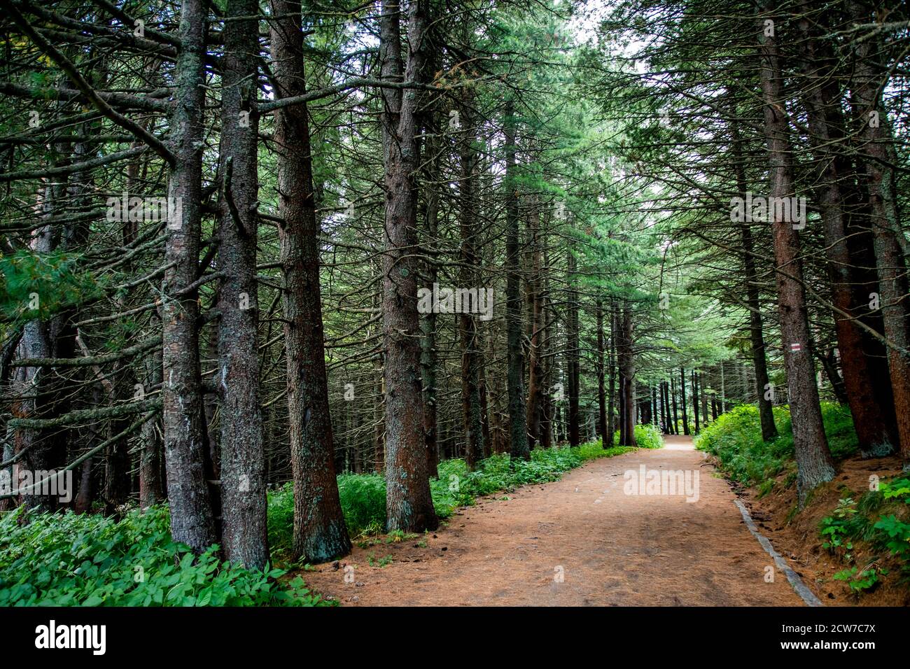 A landscape of a forest in Bulgaria Stock Photo - Alamy