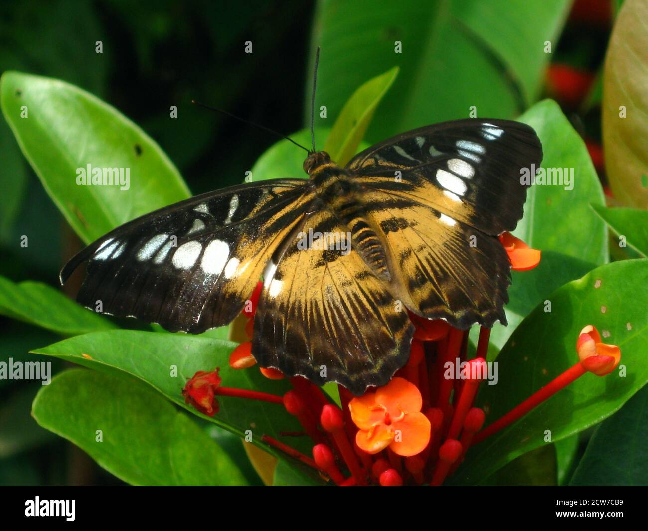 Butterfly taxonomy hi-res stock photography and images - Alamy