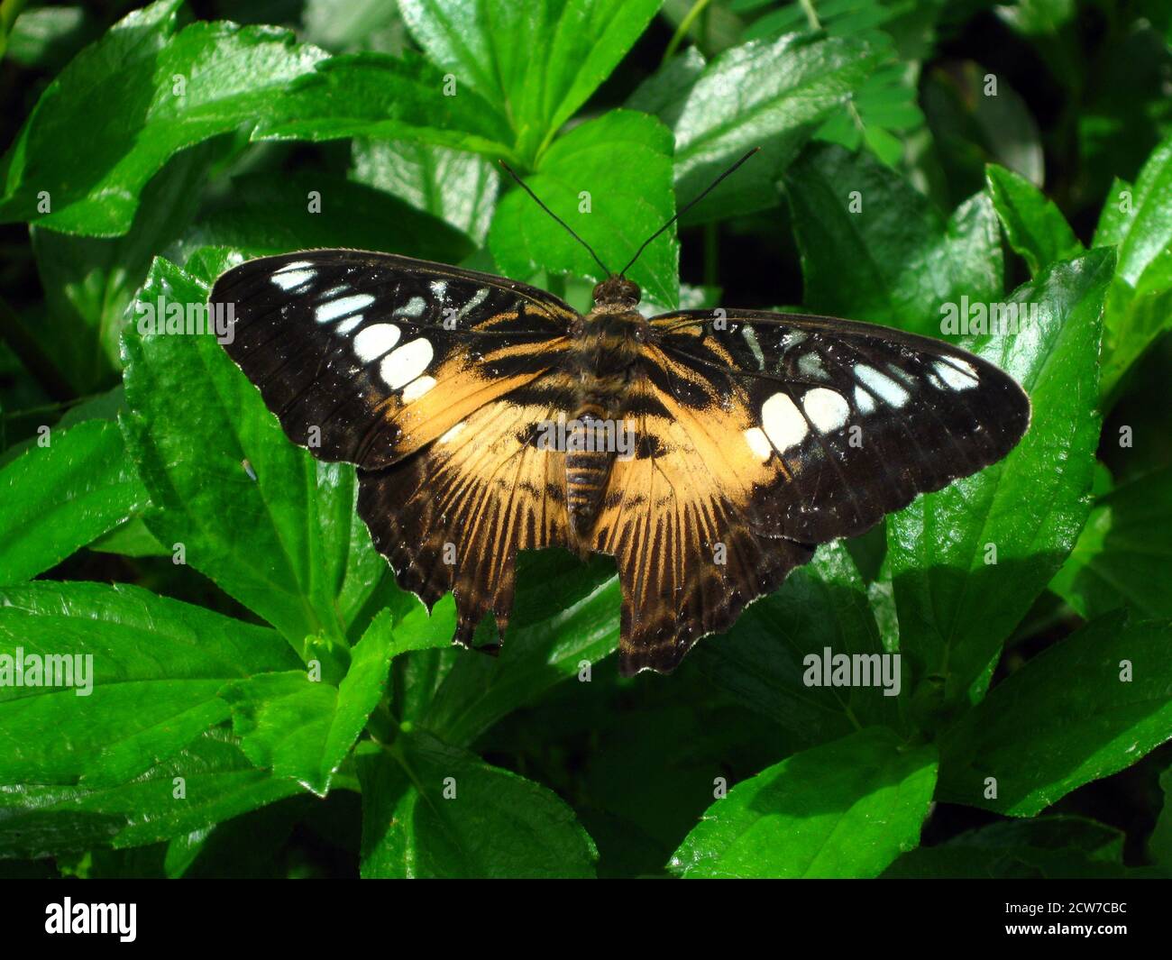 Commander butterfly (Moduza procris Stock Photo - Alamy