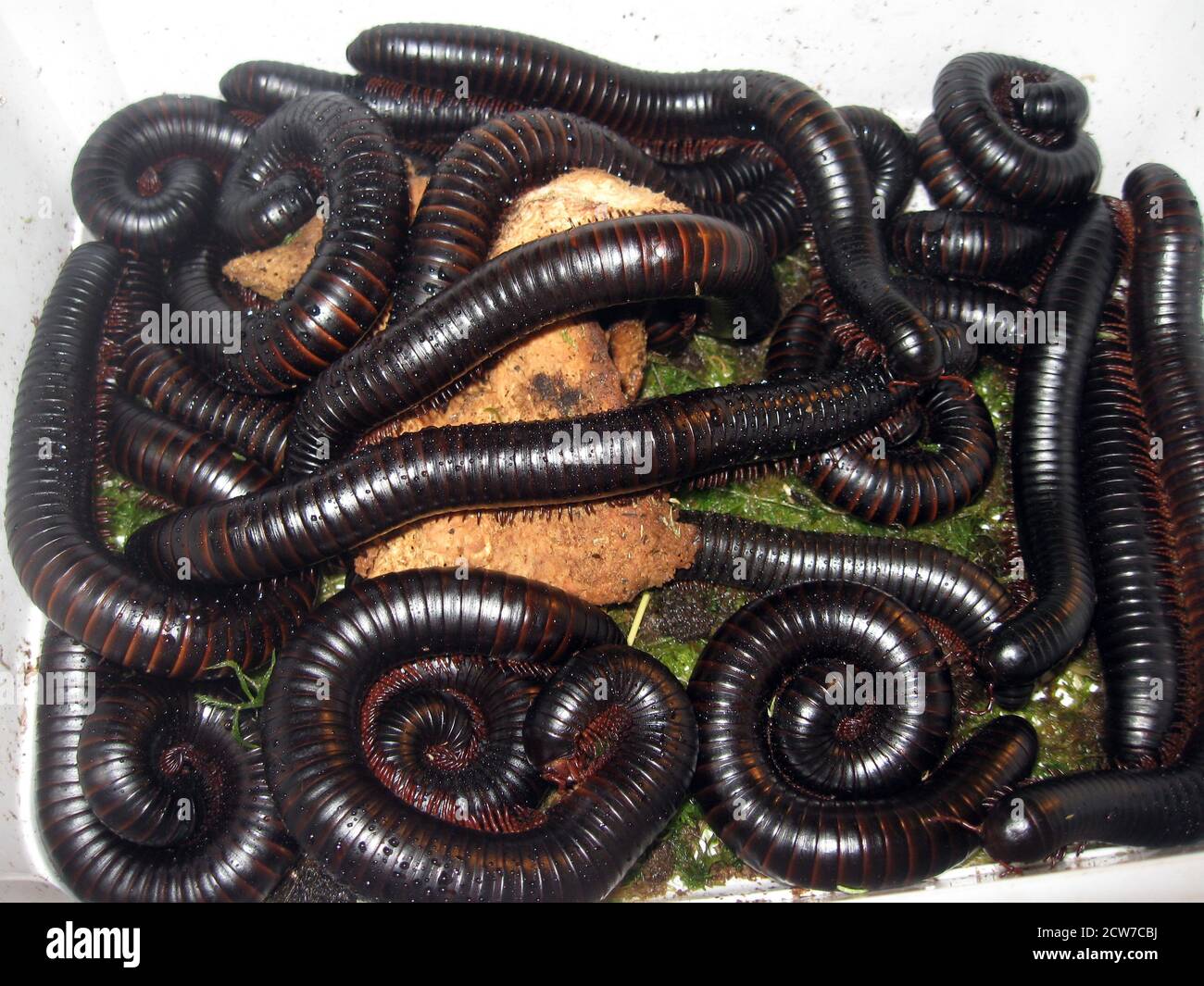 Giant millipede hi-res stock photography and images - Alamy