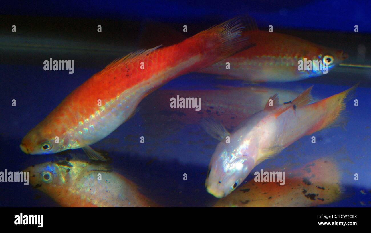 Livebearing fish hi-res stock photography and images - Alamy