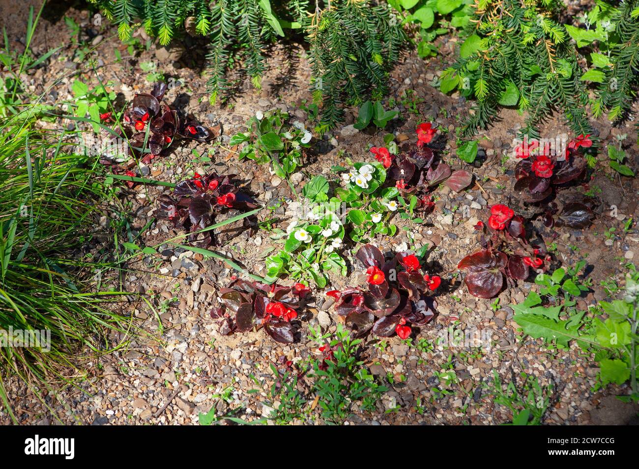 Blossom Foliage Background . Red violets flowers Stock Photo - Alamy
