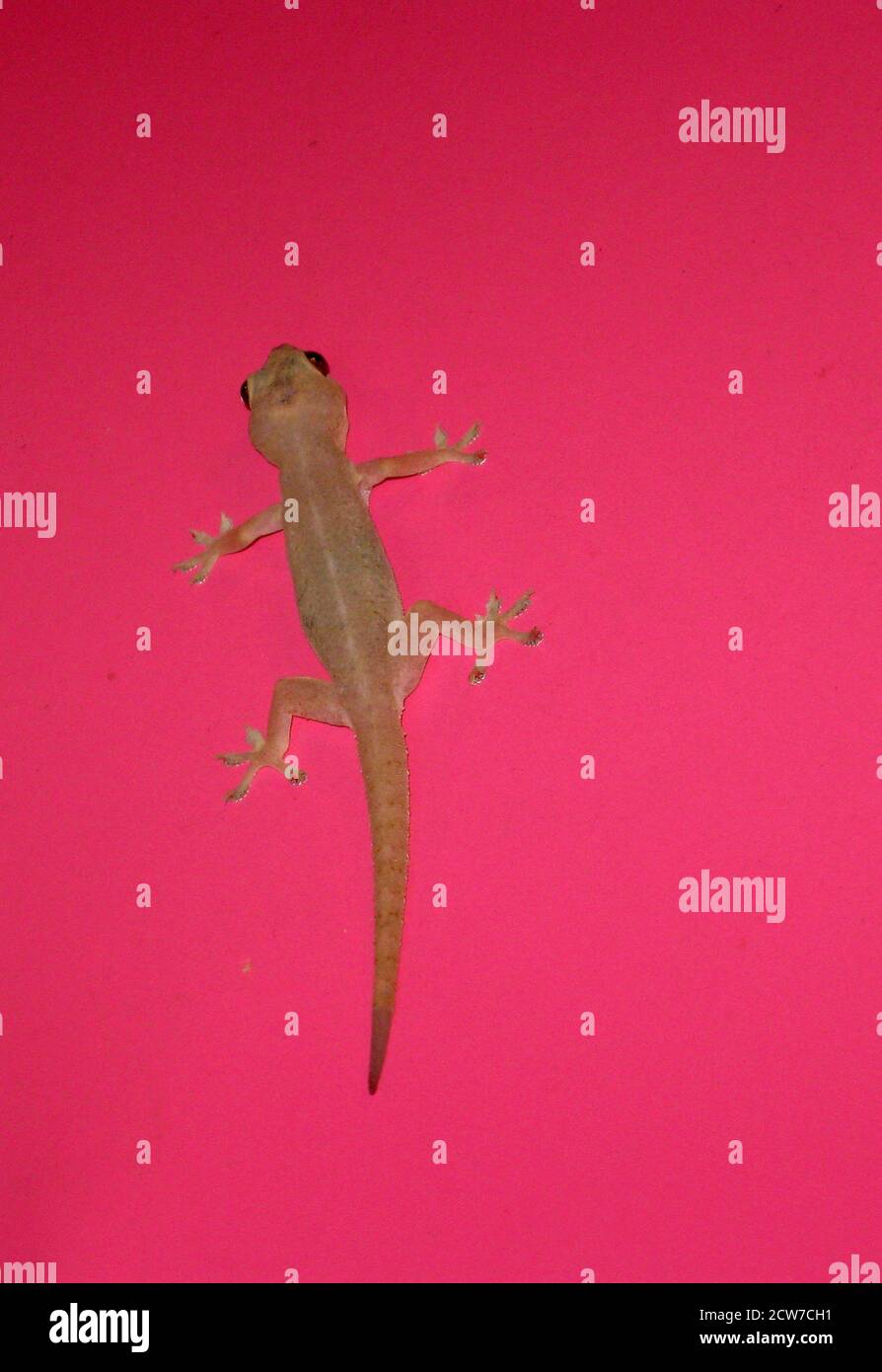 Lepidodactylus lugubris, known as the mourning gecko or common smooth ...