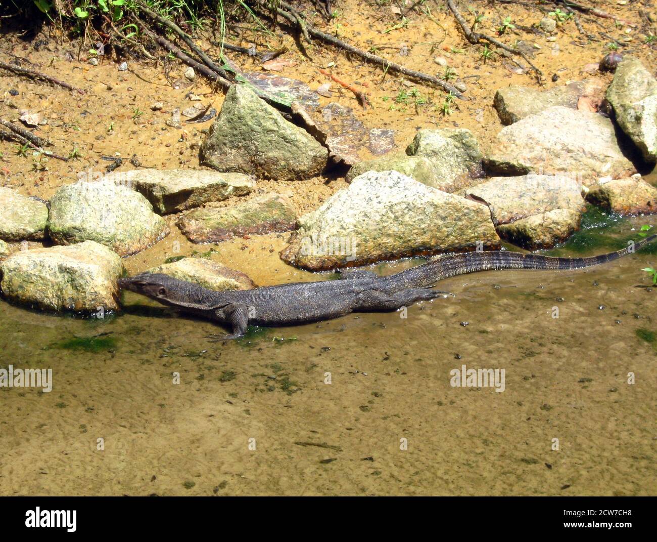 Asian water monitor lizard anatomy hi-res stock photography and images ...