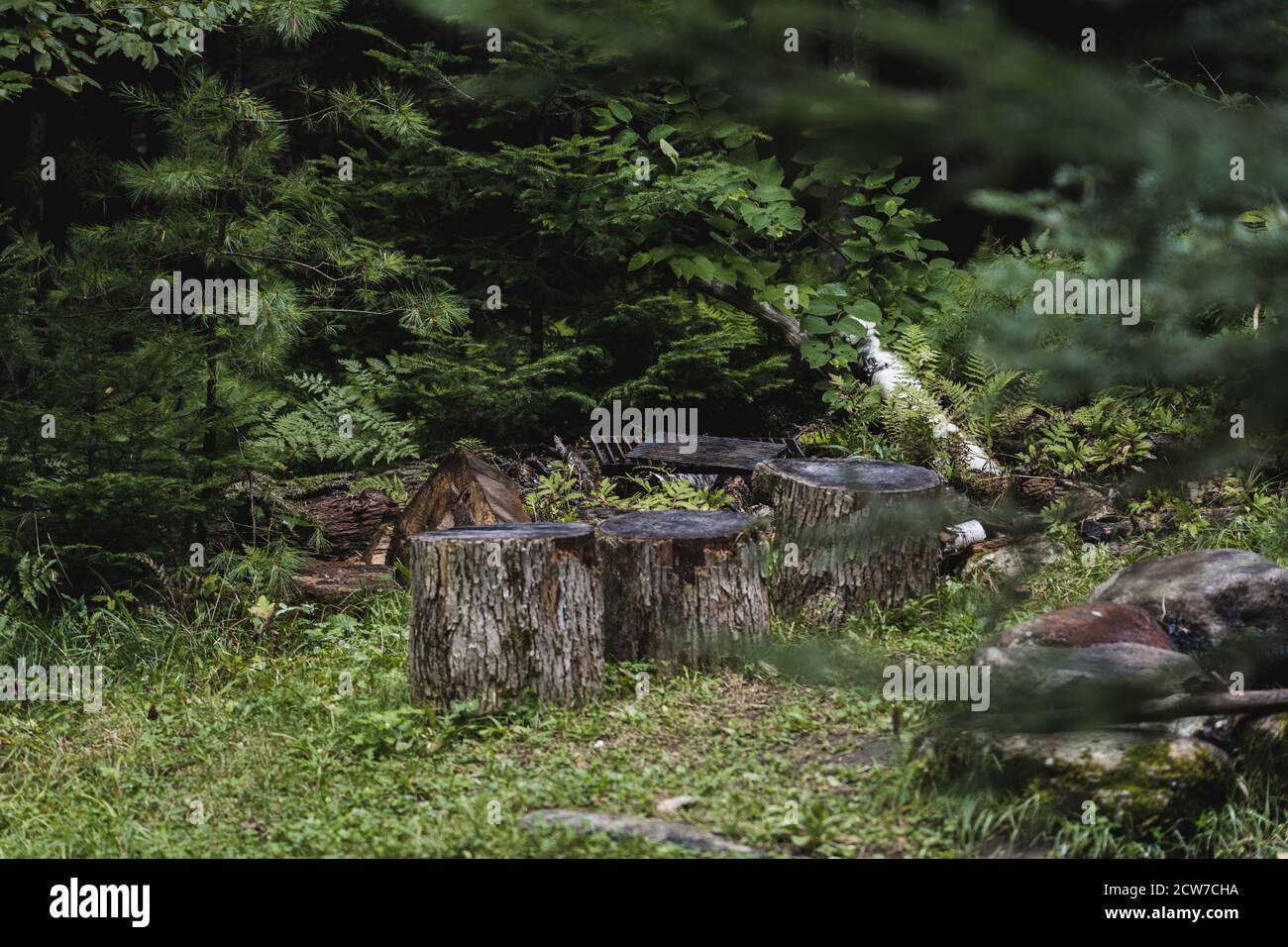 Tree stumps around a fire pit in the woods in Lake Placid, NY Stock ...
