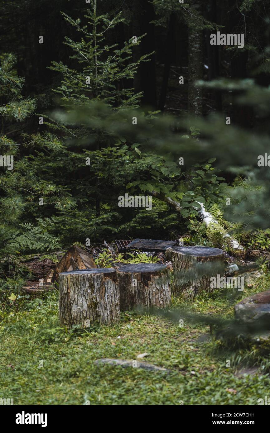 Tree stumps around a fire pit in the woods in Lake Placid, NY Stock ...