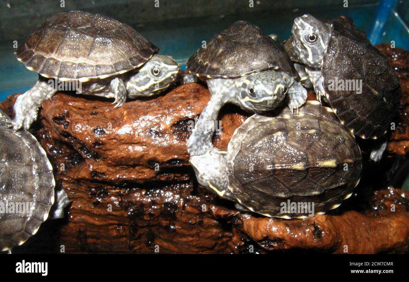 Stinkpot turtle hi-res stock photography and images - Alamy