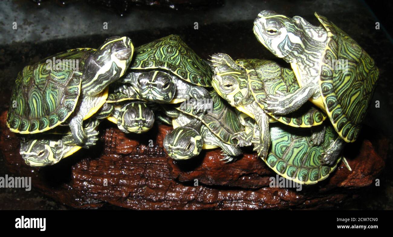 Trachemys scripta scale hi-res stock photography and images - Alamy