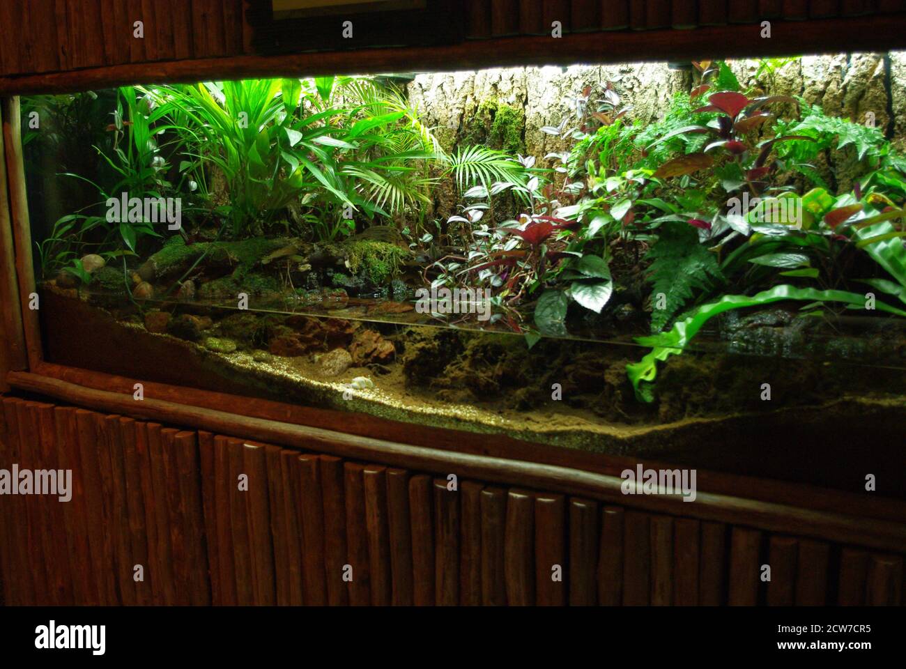 Terrarium plants water hi-res stock photography and images - Alamy