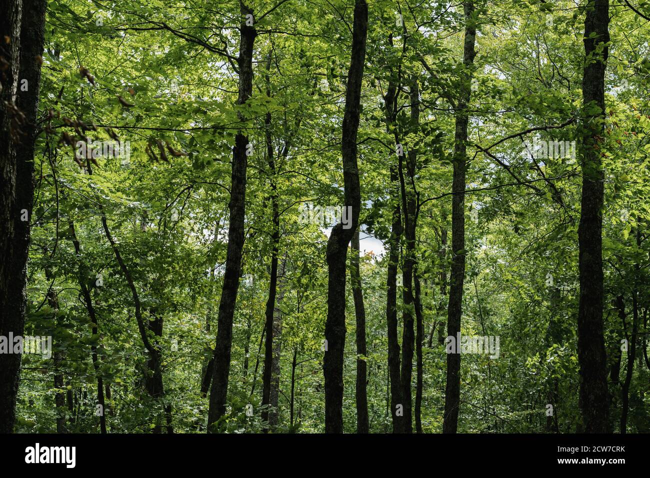 Tall trees filled with green leaves in the woods in the Adirondacks ...