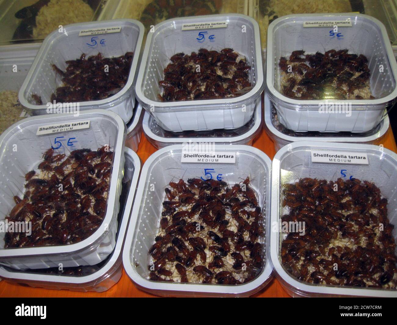 The Turkestan cockroach (Blatta lateralis, or Shelfordella lateralis ...