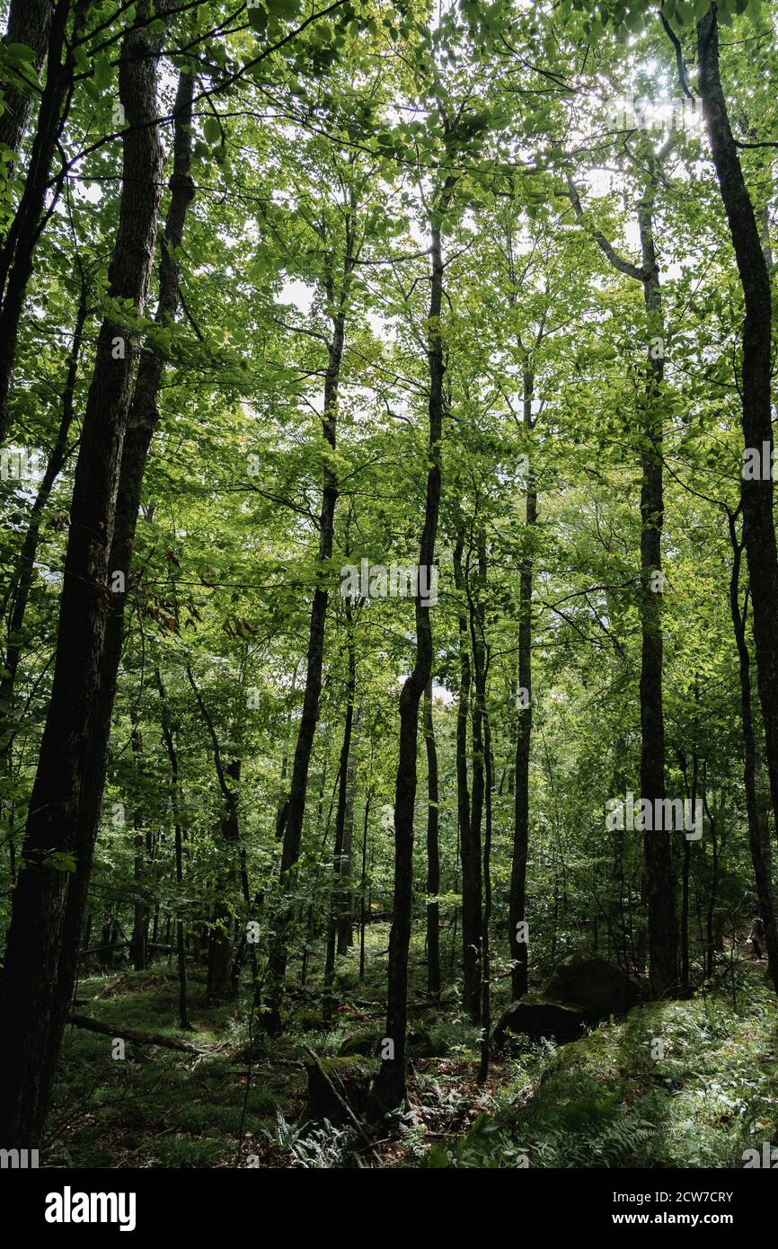 Tall trees filled with green leaves in the woods in the Adirondacks ...