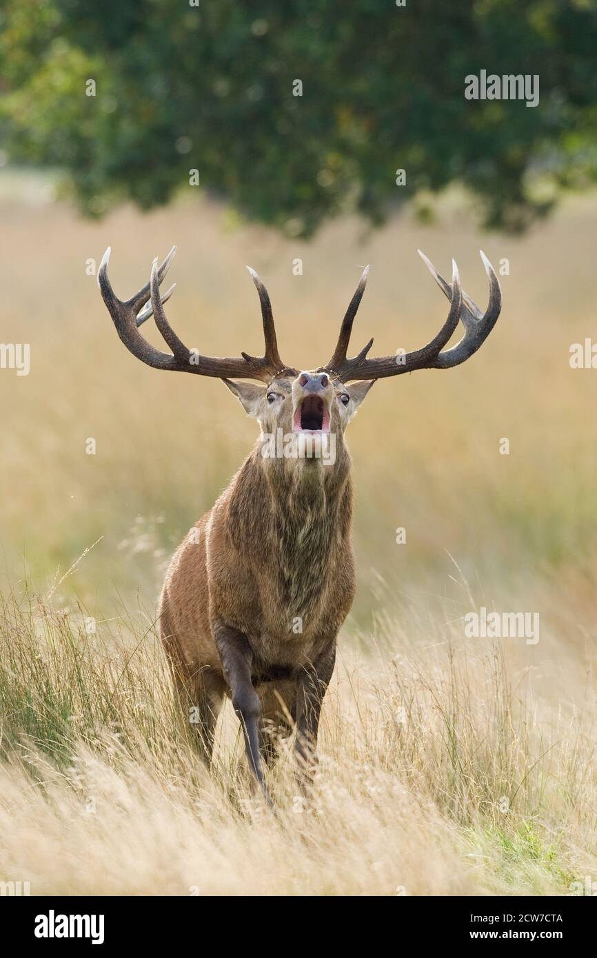 Red deer (Cervus elephus) stag roaring during the rut. Richmond Park ...