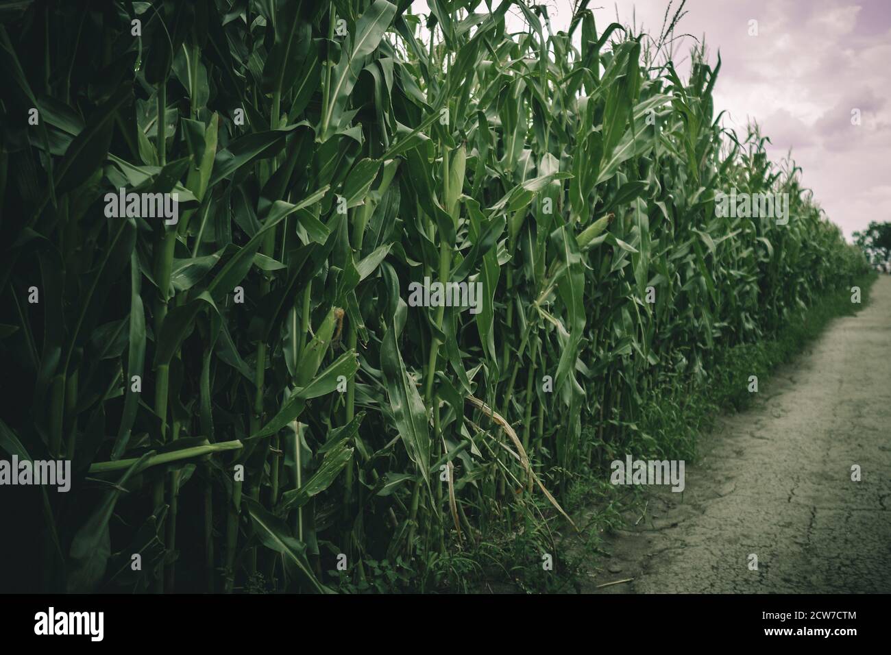 lost in spooky summer corn maze run, chasing and playing in labyrinth ...