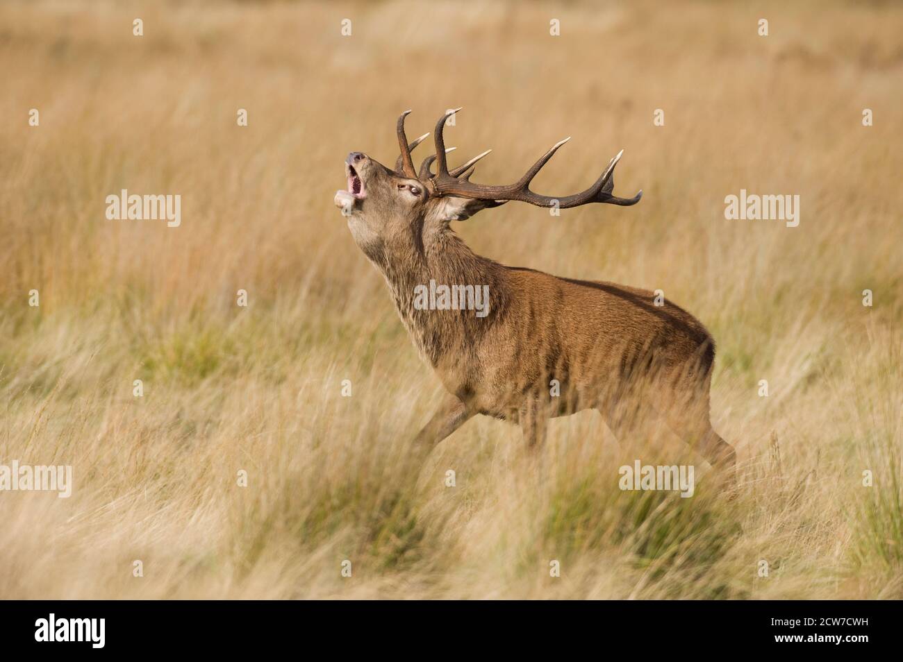 Red deer (Cervus elephus) stag roaring during the rut. Richmond Park ...