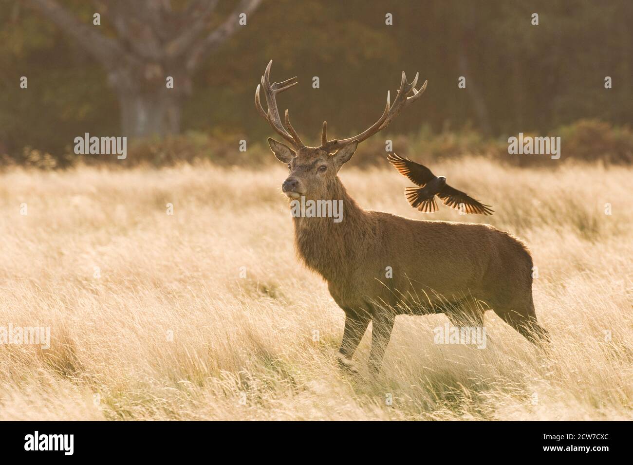 Red deer (Cervus elephus) stag and jackdaw (Corvus monedula), Richmond ...
