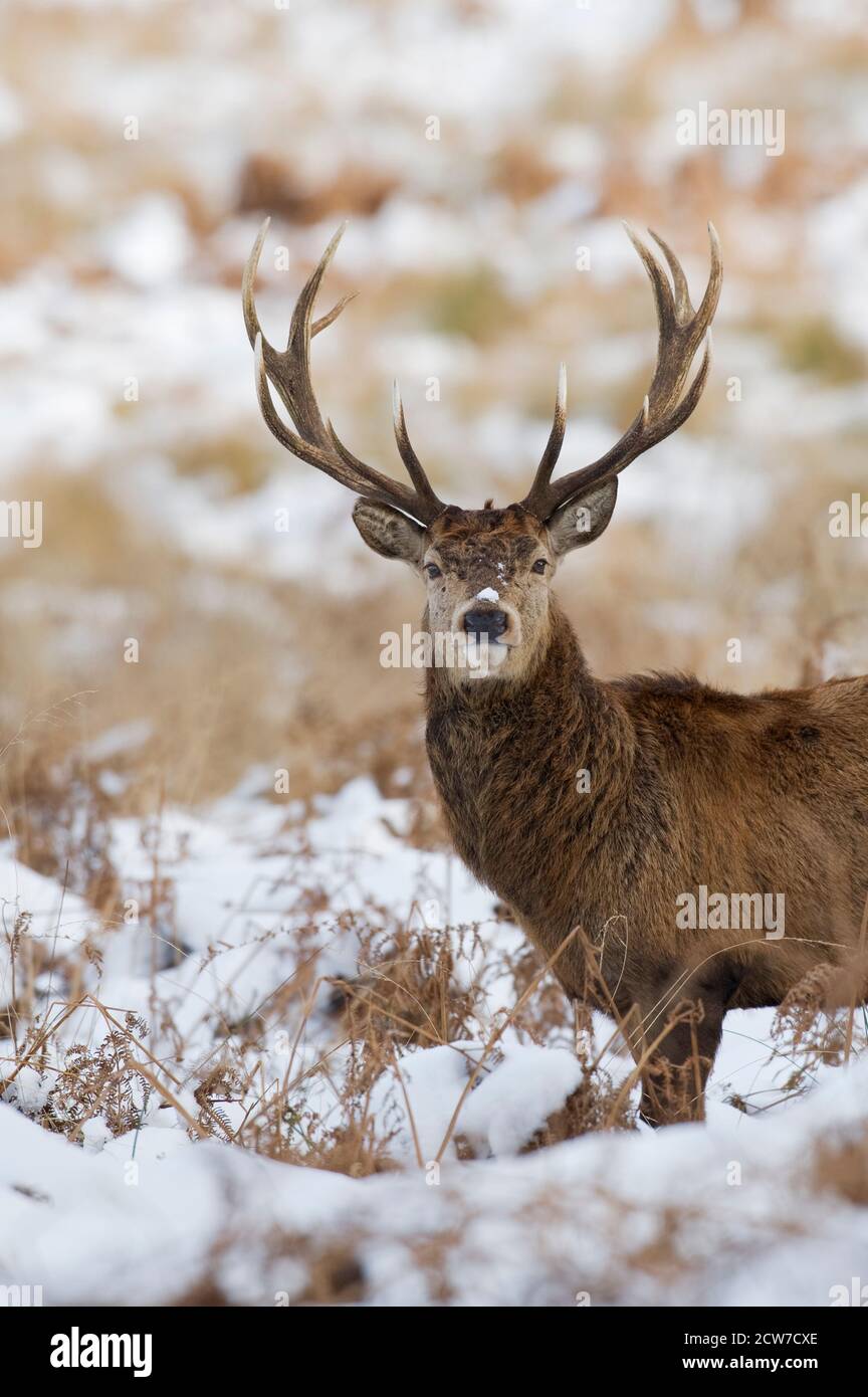 Red deer (Cervus elephus) stag in snow, Richmond Park, London, UK Stock ...