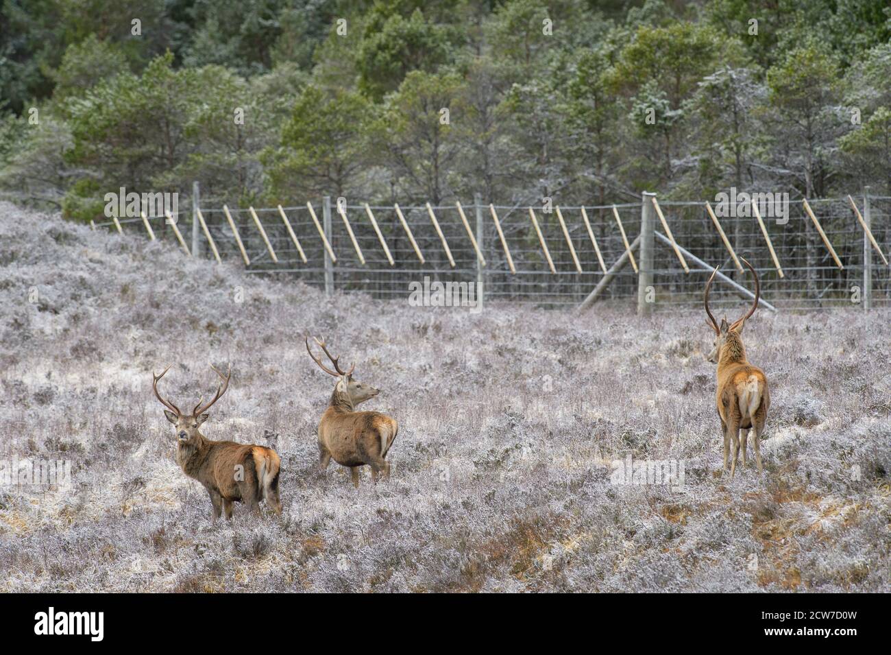 Overgrazing hi-res stock photography and images - Alamy