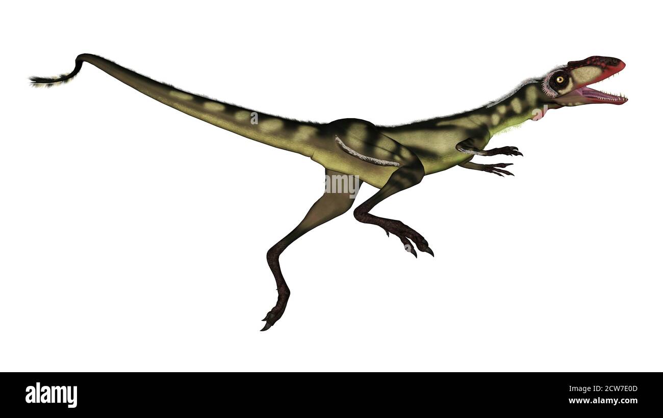 Dilong dinosaur roaring - 3D render Stock Photo - Alamy