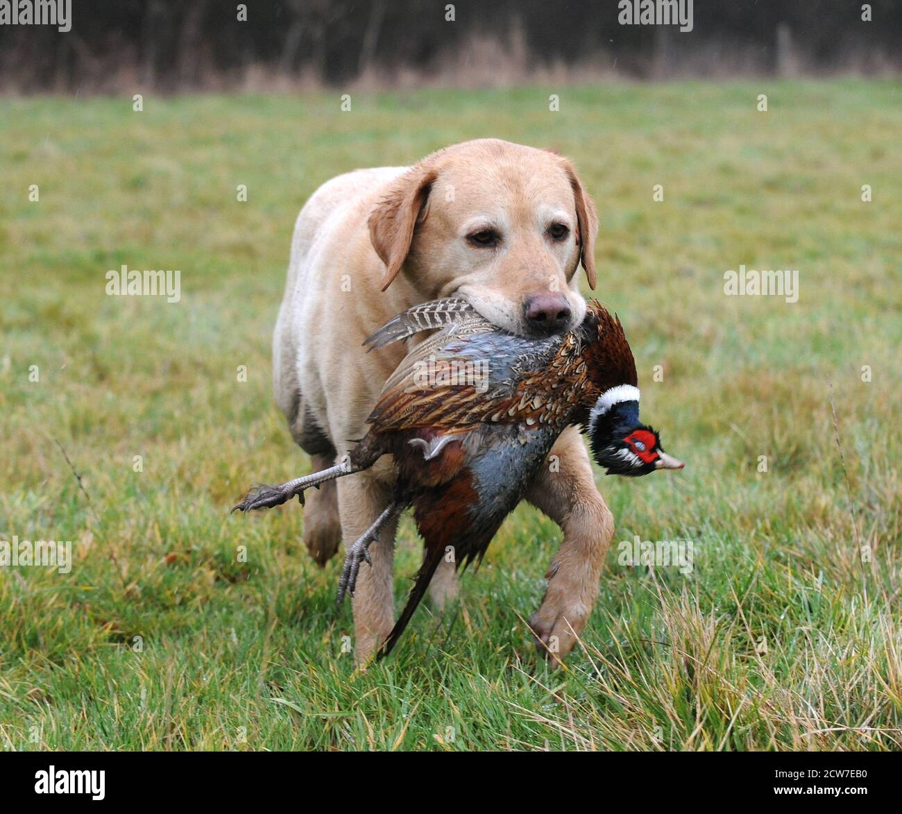 Dog with game birds hi-res stock photography and images - Alamy