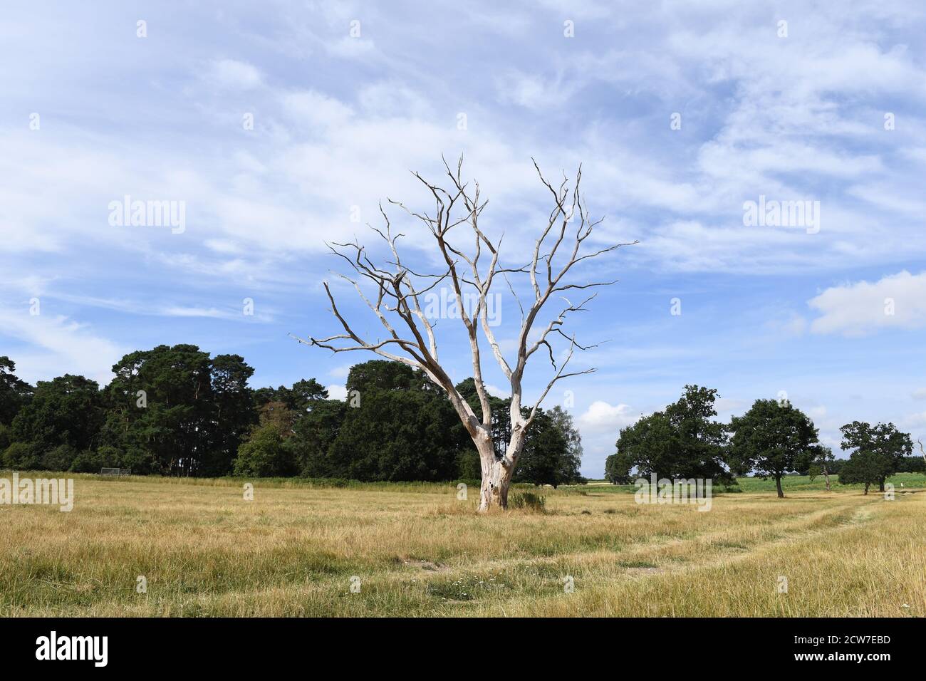 Big dead tree hi-res stock photography and images - Alamy