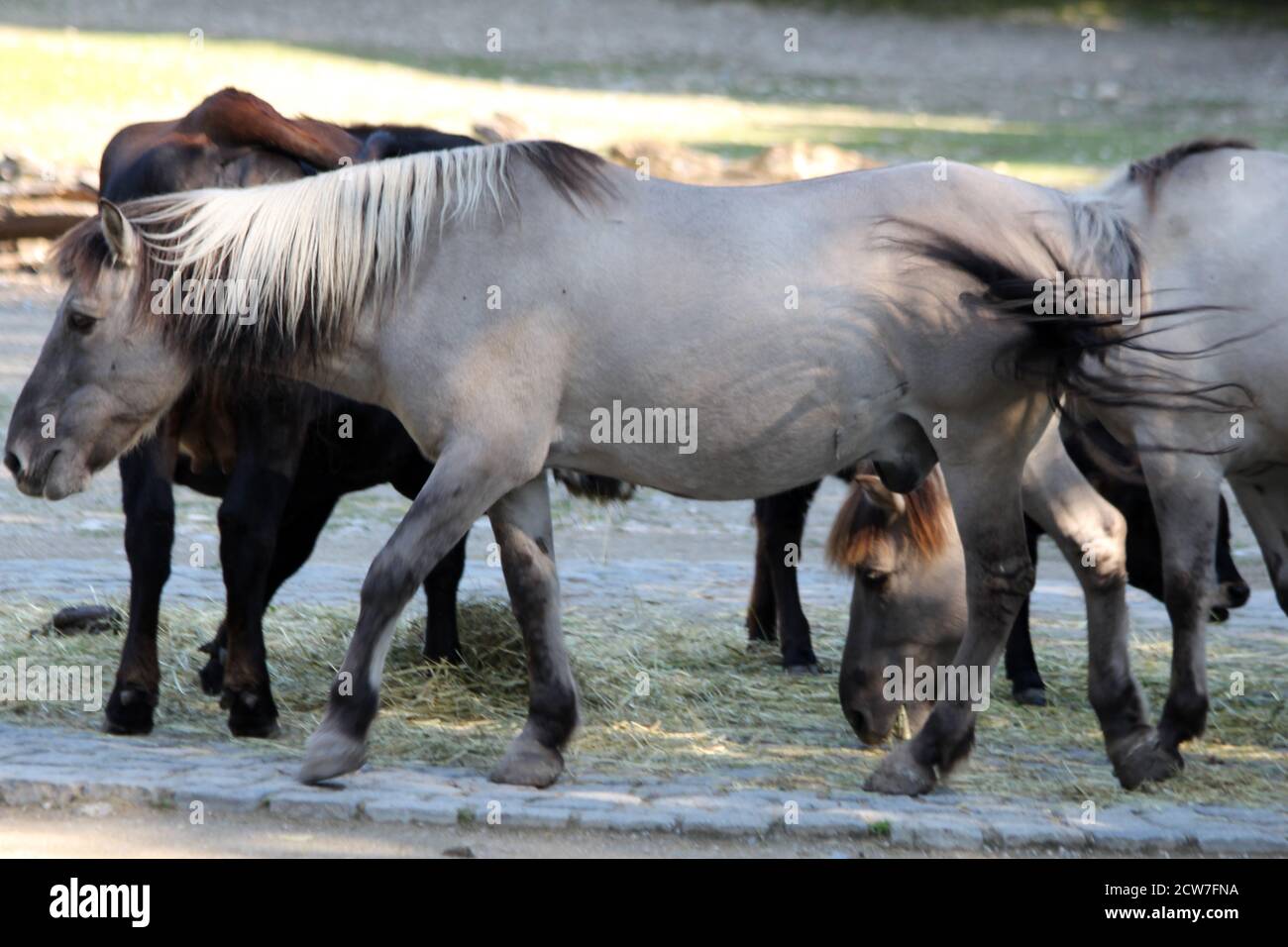 Equus tarpan hi-res stock photography and images - Alamy