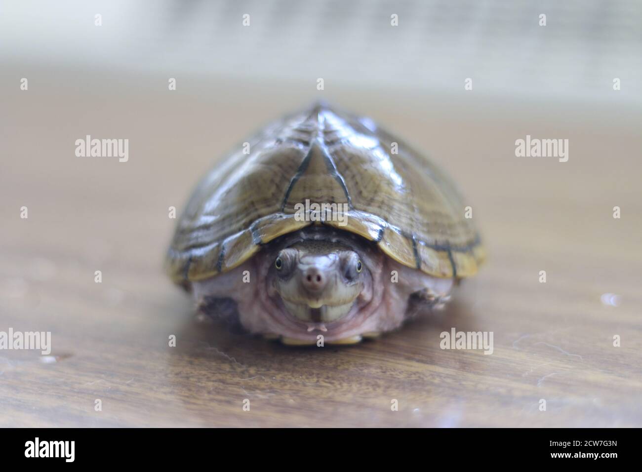 Razorback musk turtle hi-res stock photography and images - Alamy