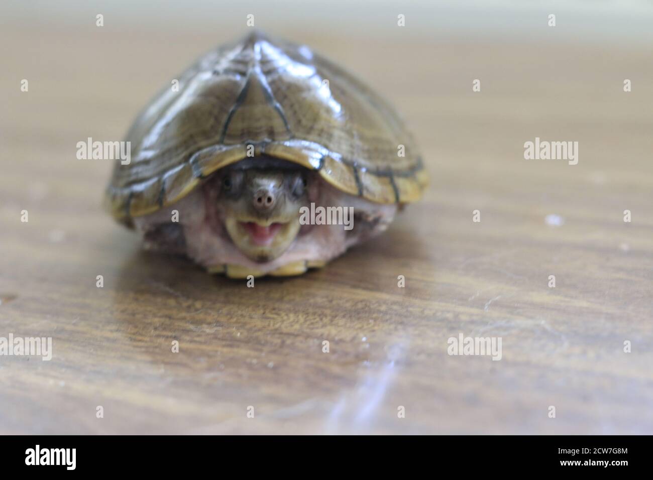 Razorback musk turtle hi-res stock photography and images - Alamy