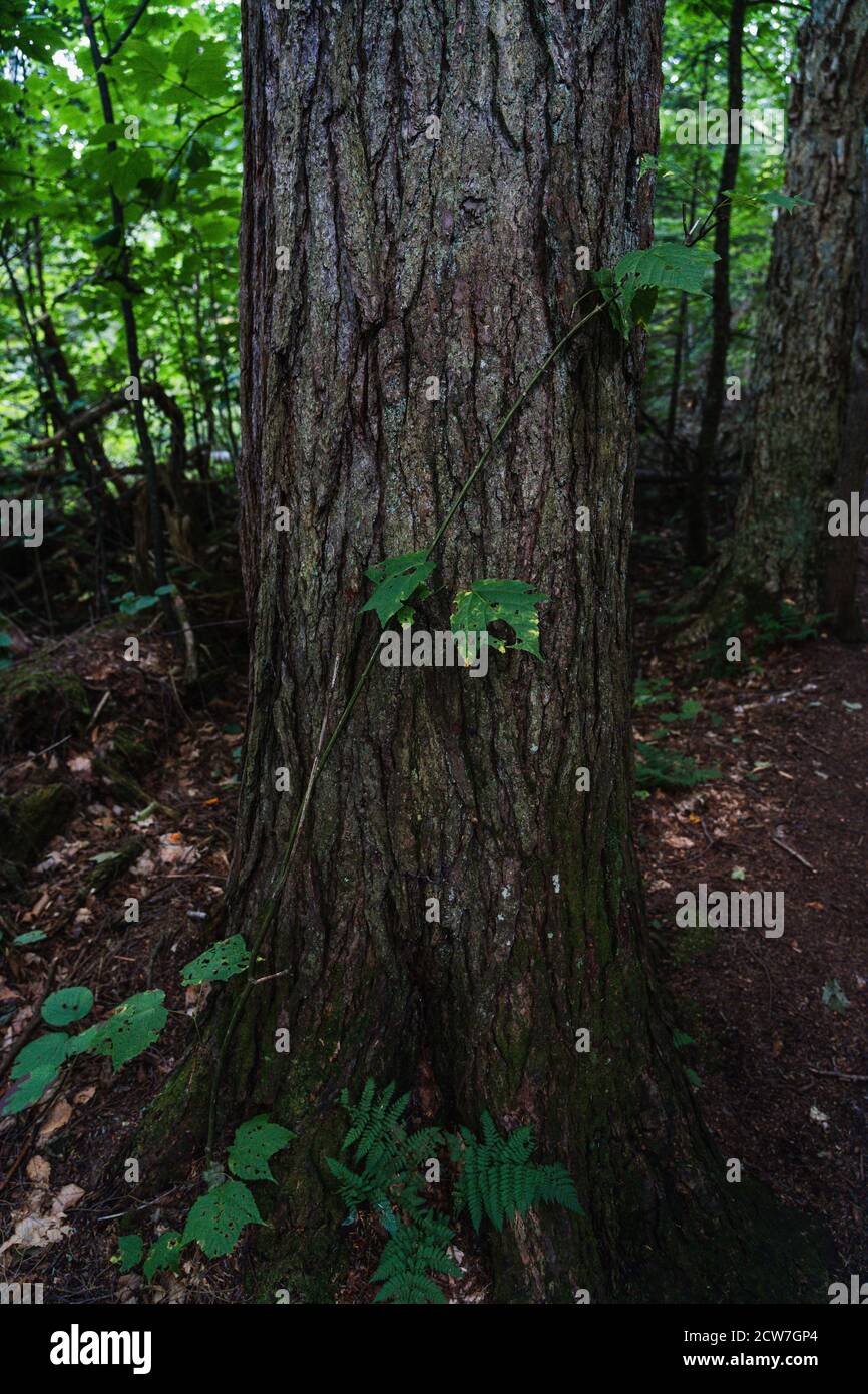 A tree in the middle of the woods on a trail in the Adirondacks Stock ...