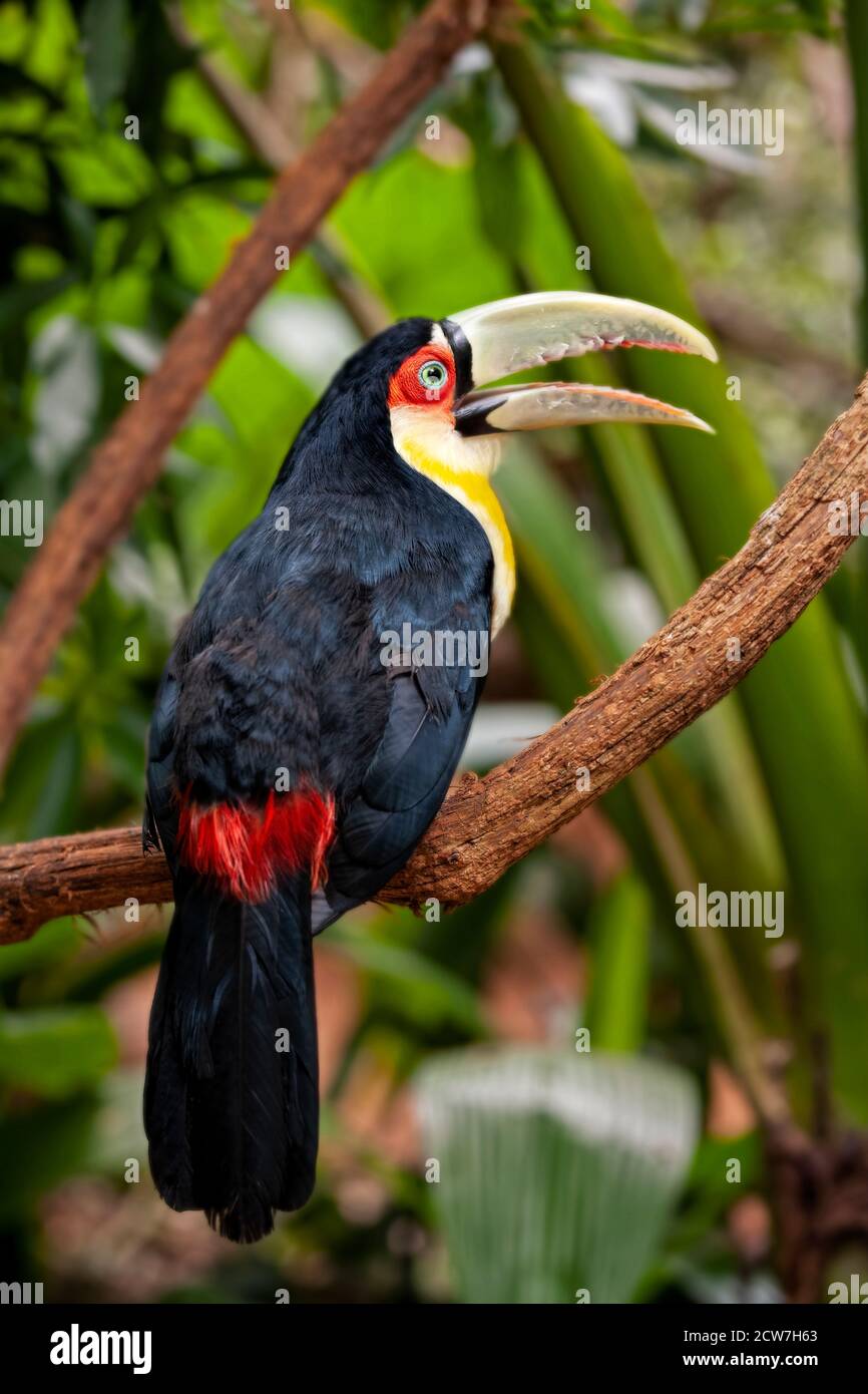 Birds of paraguay birds of bolivia hi-res stock photography and images ...