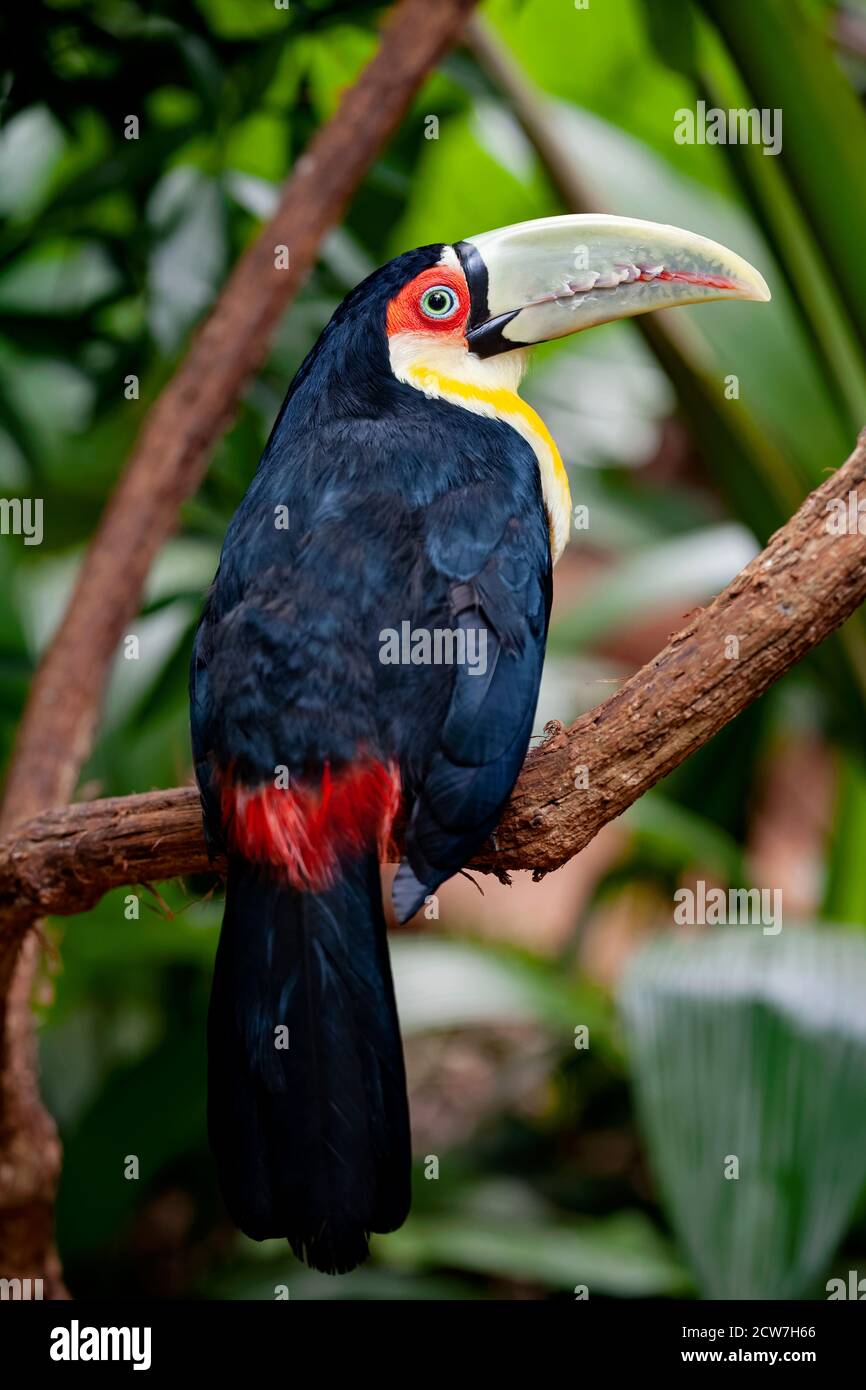 Birds of paraguay birds of bolivia hi-res stock photography and images ...