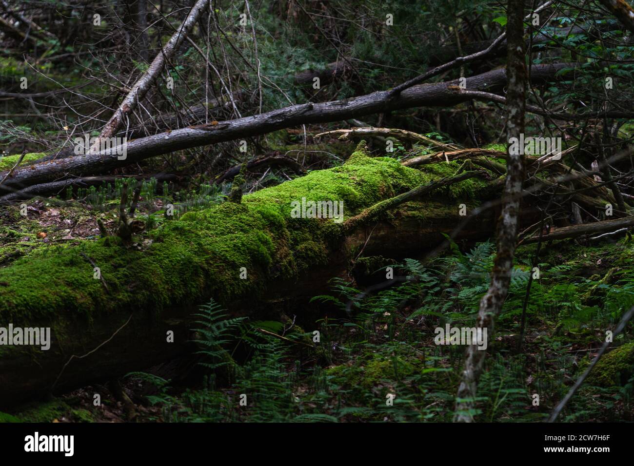 Saranac lake wild forest hi-res stock photography and images - Alamy