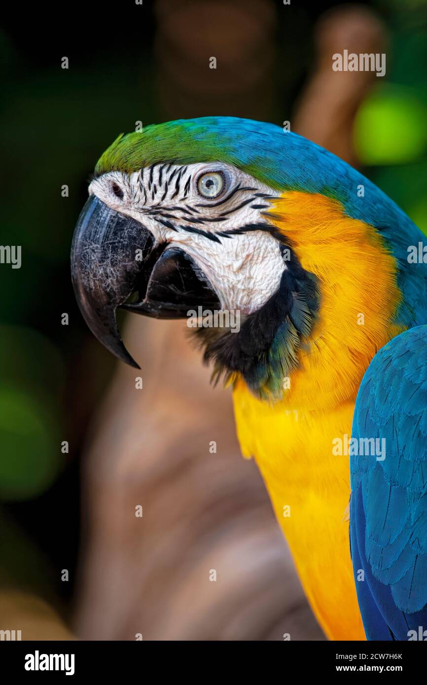 The Blue and Gold Macaw Ara ararauna is a large South American parrot ...