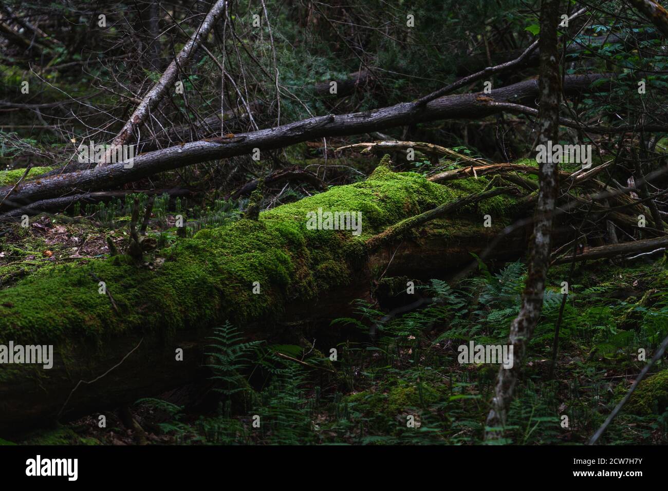 A fallen tree covered in moss on a hike in the Adirondacks Stock Photo ...