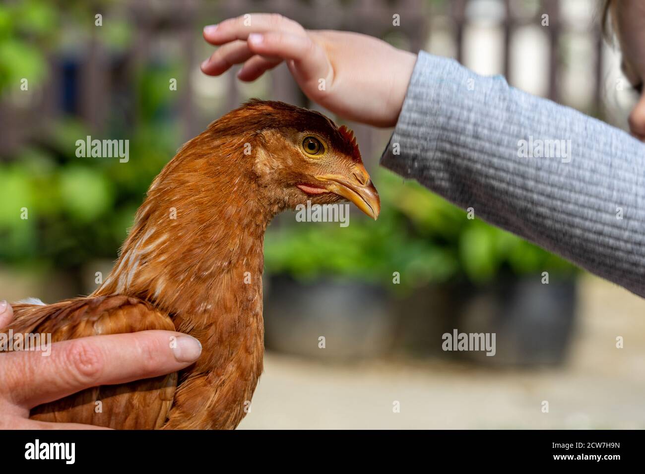 Little red hen play hi-res stock photography and images - Alamy