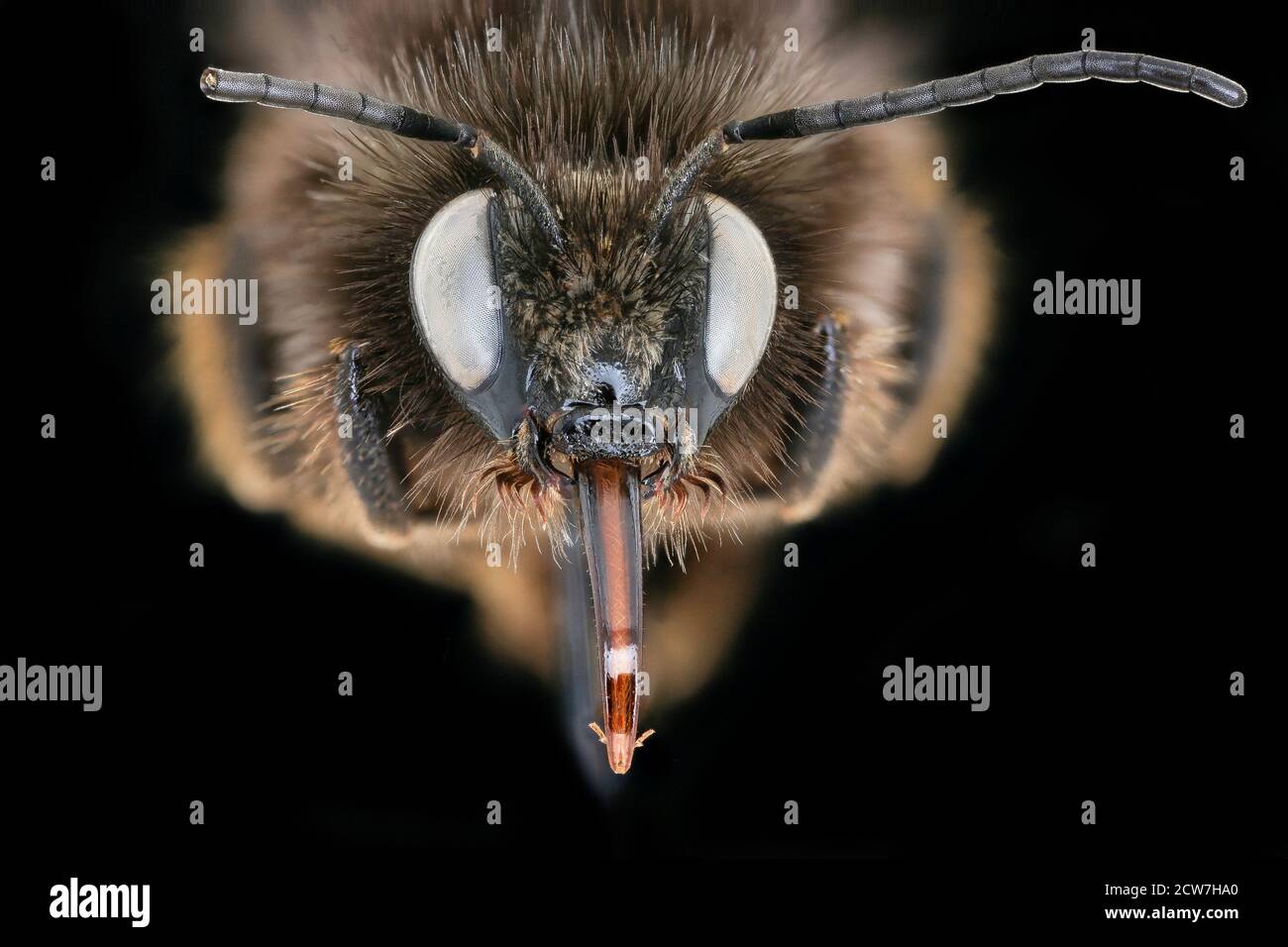 On February 17, 2020, a close-up image of a male Bombus ruderarius, a ...